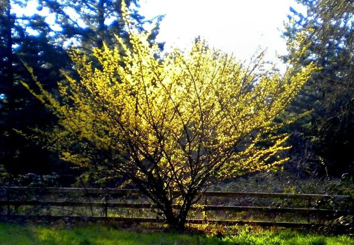 Propiedades del Hamamelis - Beneficios para la Circulación y Piel